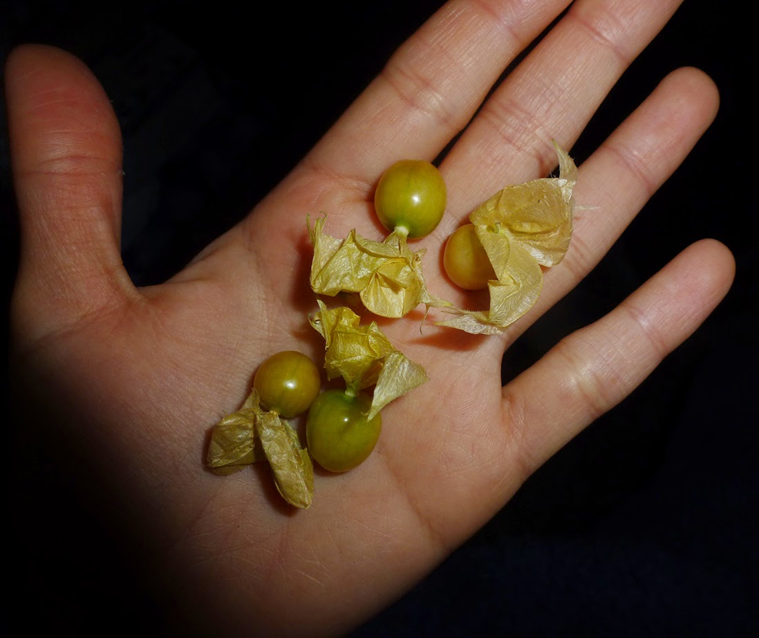 Anita's Health Blog: Cossack Pineapple Ground Cherry tomatoes