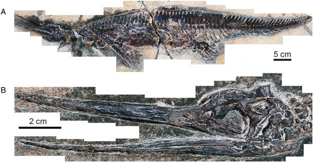 Waxing Paleontological: July 2016 Waxing Paleontological: July 2016
