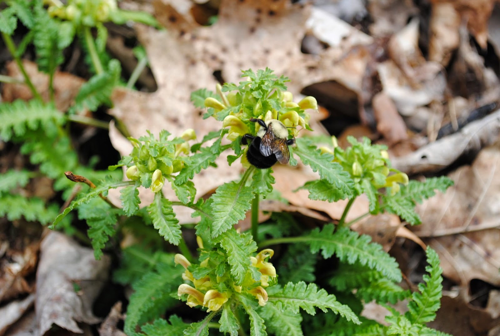 West Virginia Native Wildflowers-The Big Year, 2013: Wild, Wonderful ...