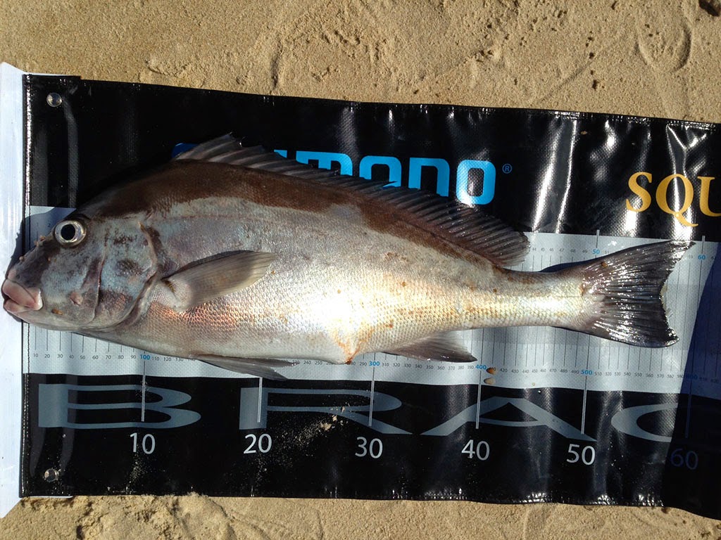 Noosa Yakkers Trip Reports: Monster grinner and a fish with many names ...