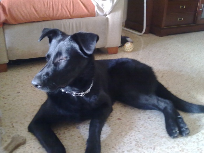 DAME TU PATA: KIM- CACHORRO 10 MESES MESTIZO DE PASTOR BELGA/LABRADOR ...