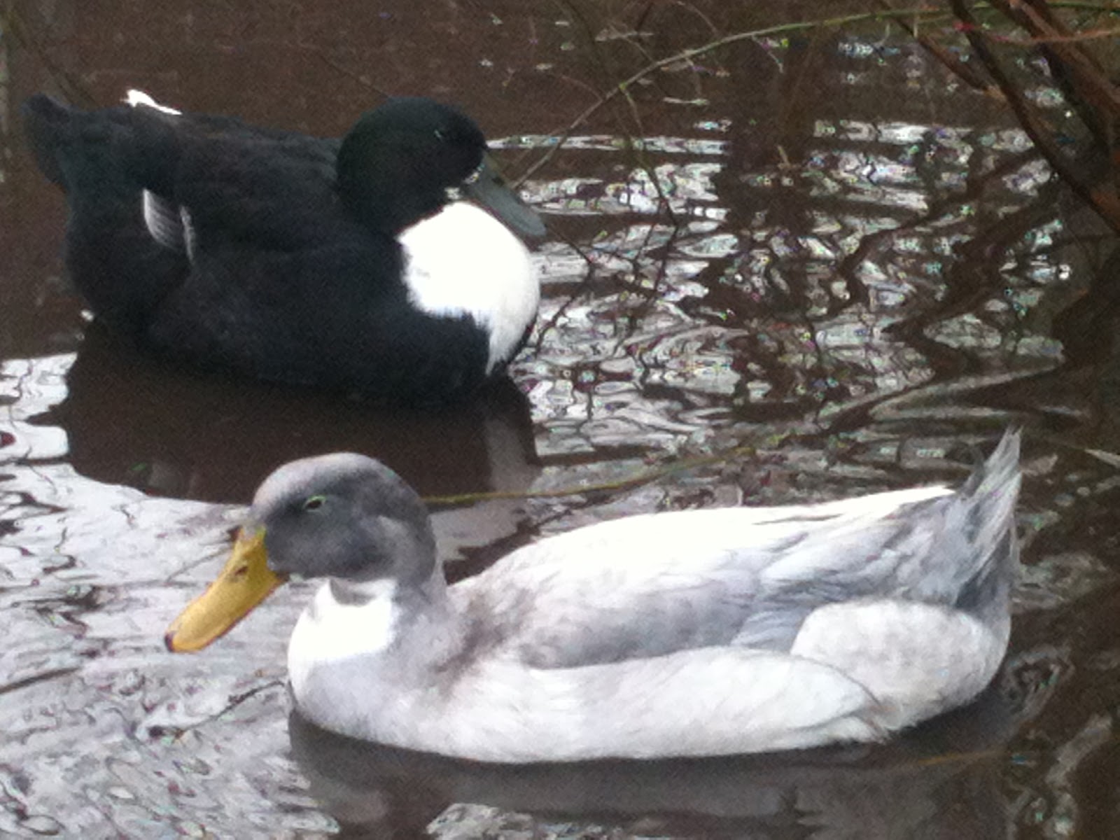 Several Gardens Farm: Putting the duck in reproduction