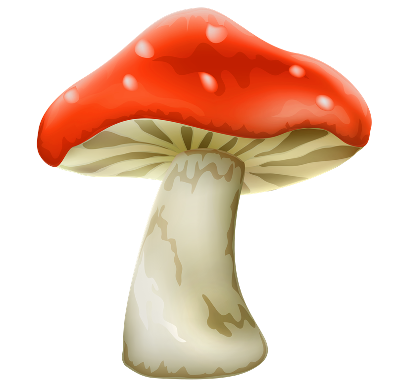 ® Colección de Gifs ®: IMÁGENES DE HONGOS