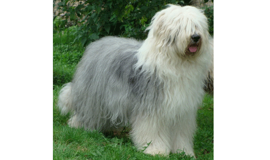 Mundimascota Brasil