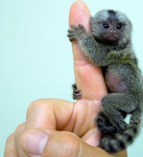 TE ESCRACHO YA: BELLÍSIMOS: MINI-MONOS!!!!!!!