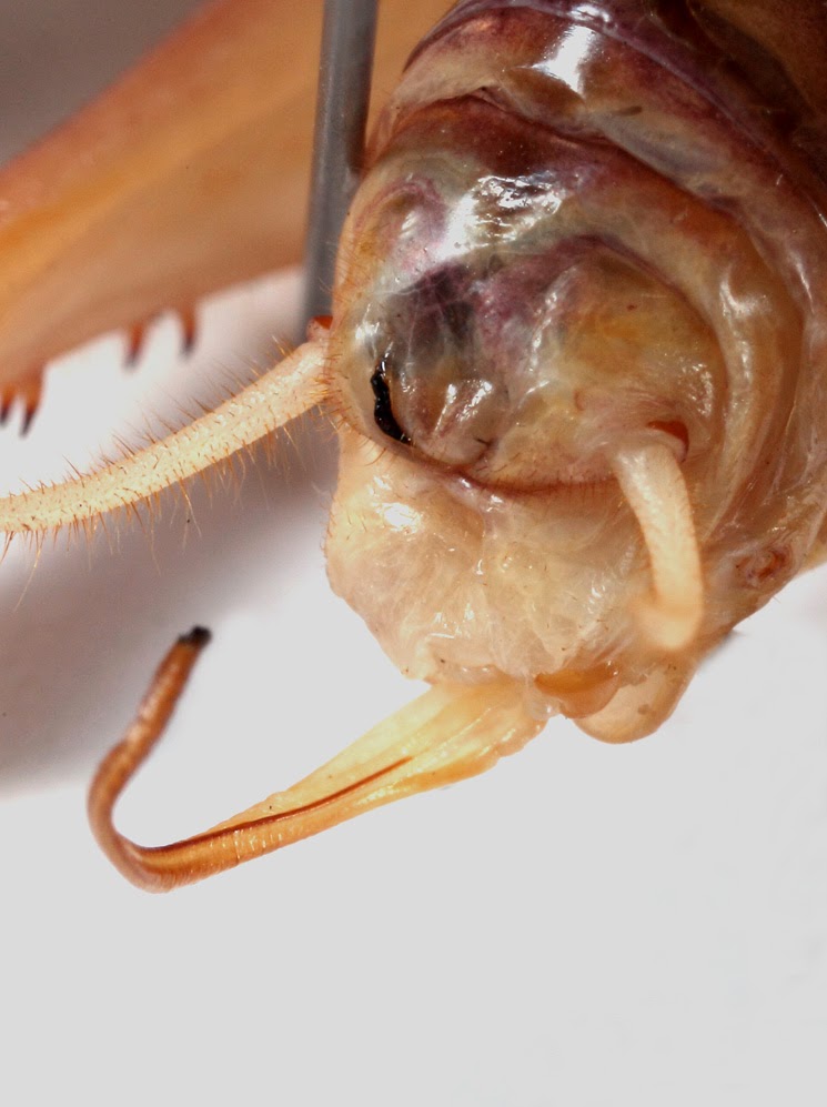 BunyipCo: October 2013