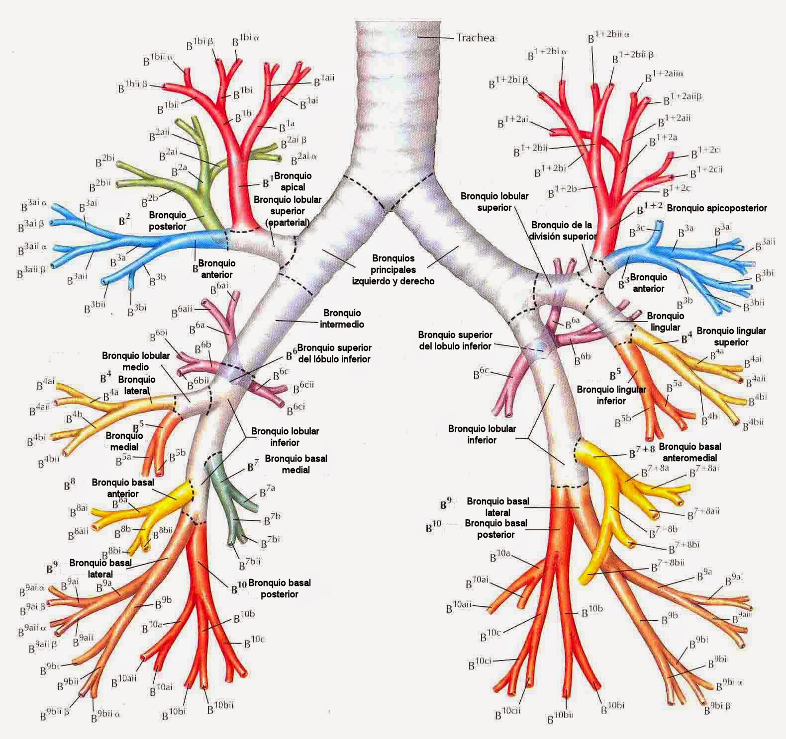 TERAPIA RESPIRATORIA: ANATOMÍA DEL SISTEMA RESPIRATORIO