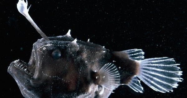 FIESTA MARINA: EJERCICIO 1: EL PEZ LINTERNA