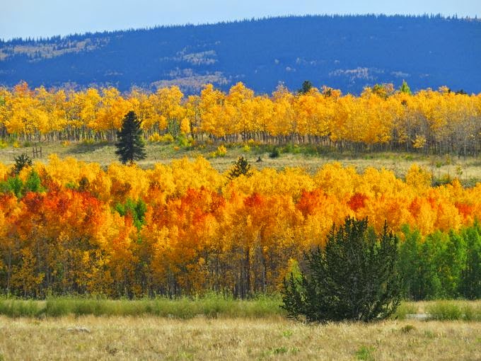 Critter Sitter's Blog: Fall Foliage in Colorado