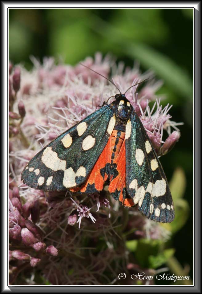 Photos araignées insectes fleurs henri maleysson: Ecailles de Haute Loire