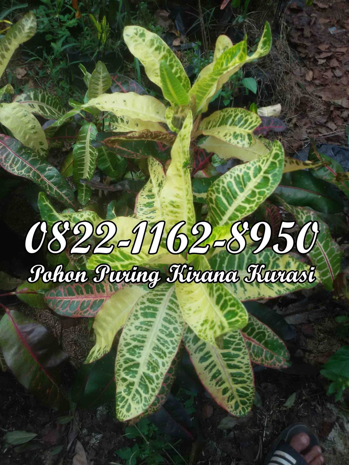JUAL ANEKA POHON PURING | POHON PURING HIAS | TANAMAN PERDU | TANAMAN ...