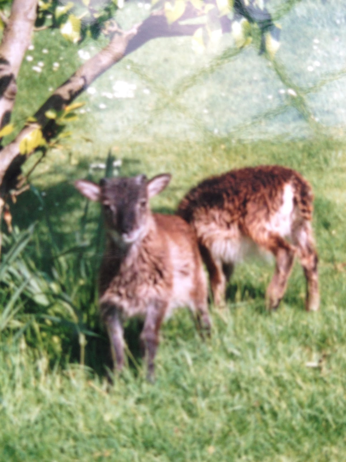 Crocheting at Timaru: Sheep Shearing in the Wop Wops