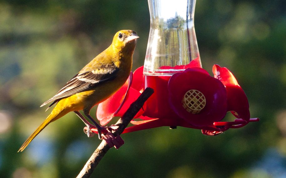 Teratology: Native Birds of Cape Cod