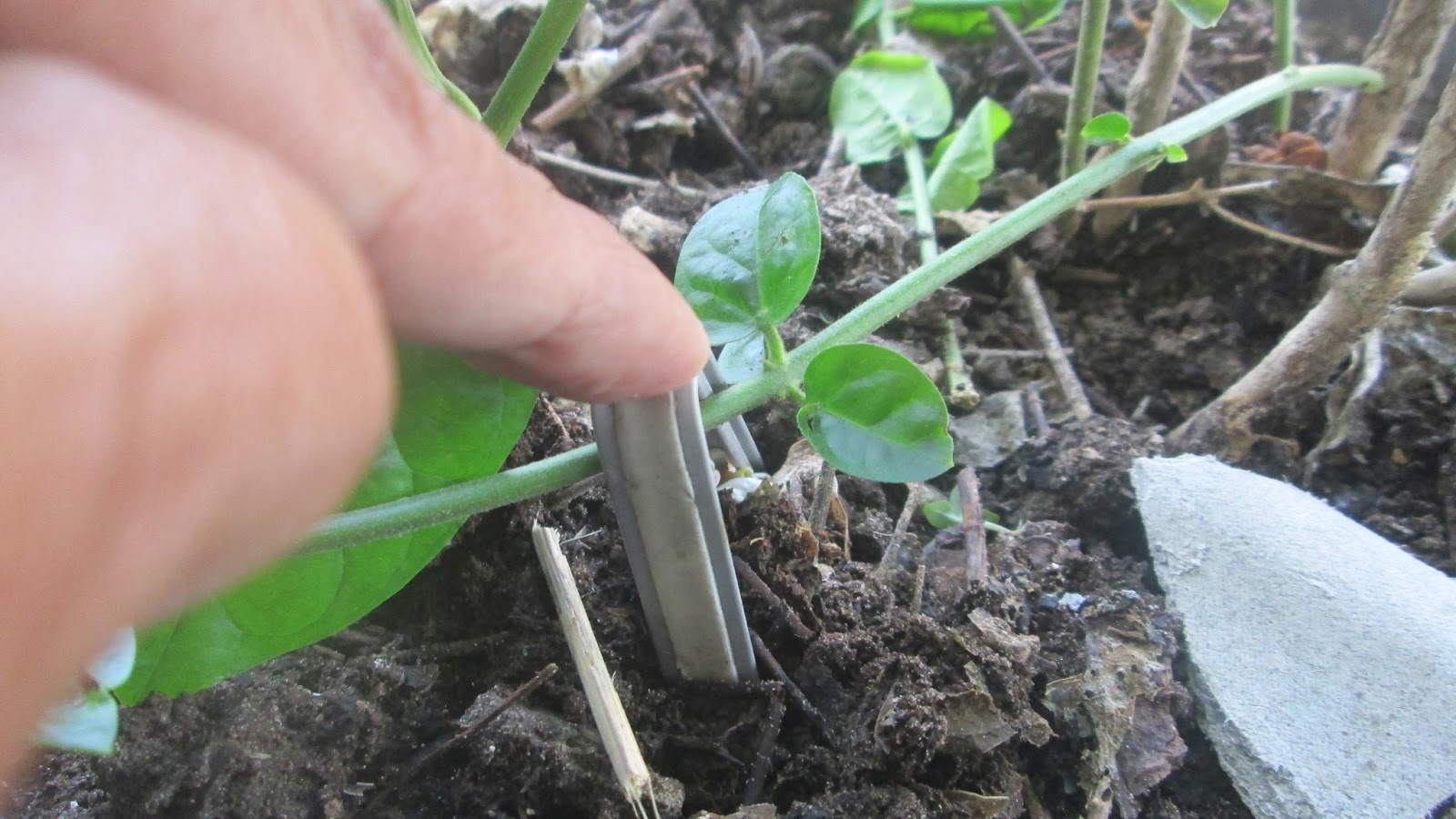 Karya Wilis Solo: Merunduk Bibit Bunga Melati