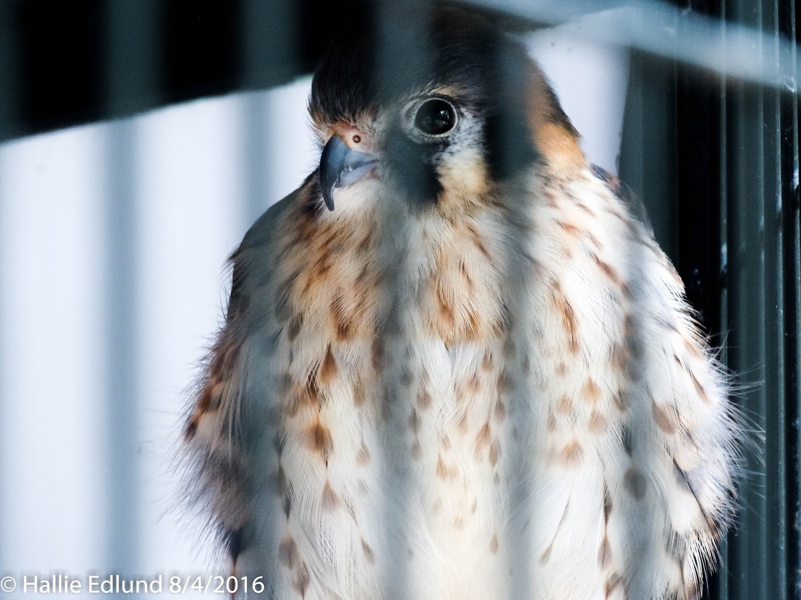 GENNY vs. HALLIE Big Year Challenge: Birds of Prey and the Boyd Hill ...