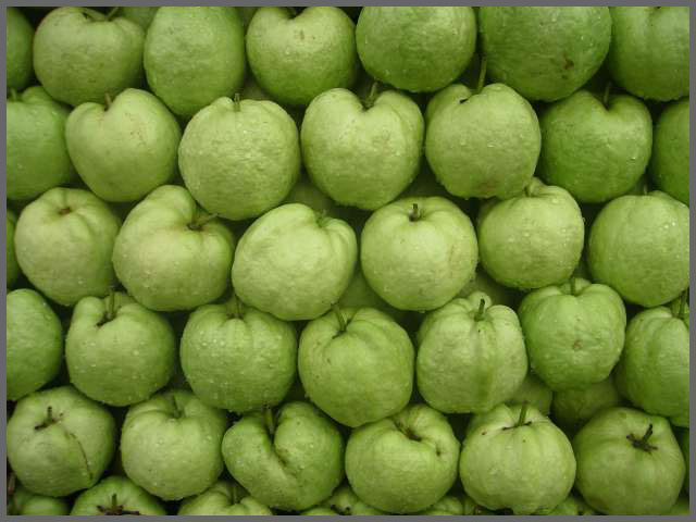 Cara Budidaya Jambu Kristal Didalam Pot | Dasar-Dasar Pertanian