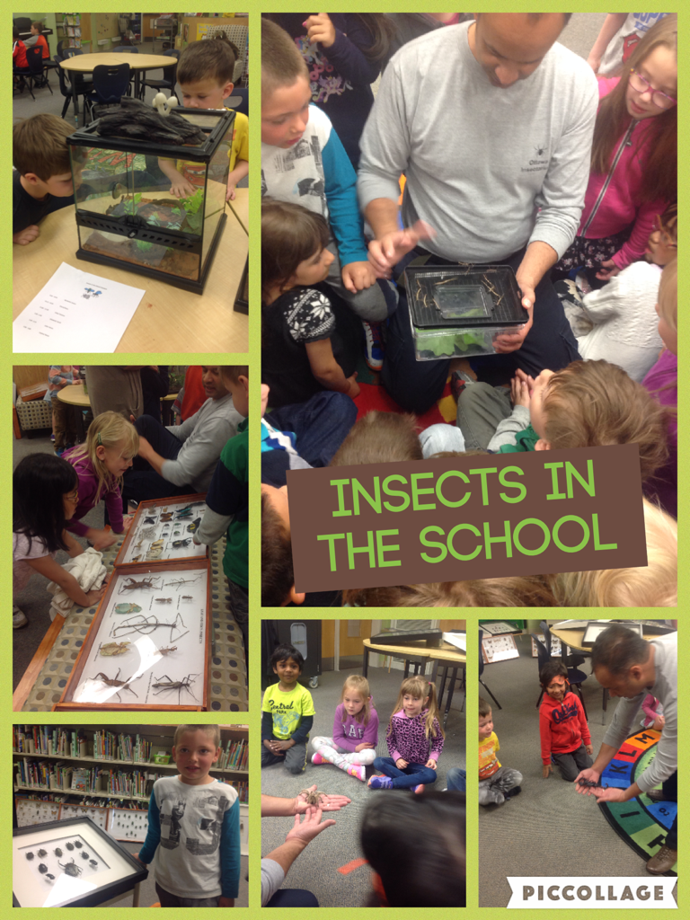 Kindergarten Tales : Insects in the School