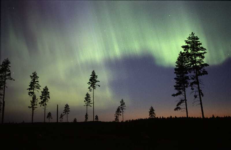 KIMALASE LILLEAED: VIRMALISED