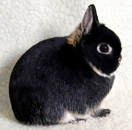 Kelinci Hias Dev Bunnies: Netherland Dwarf