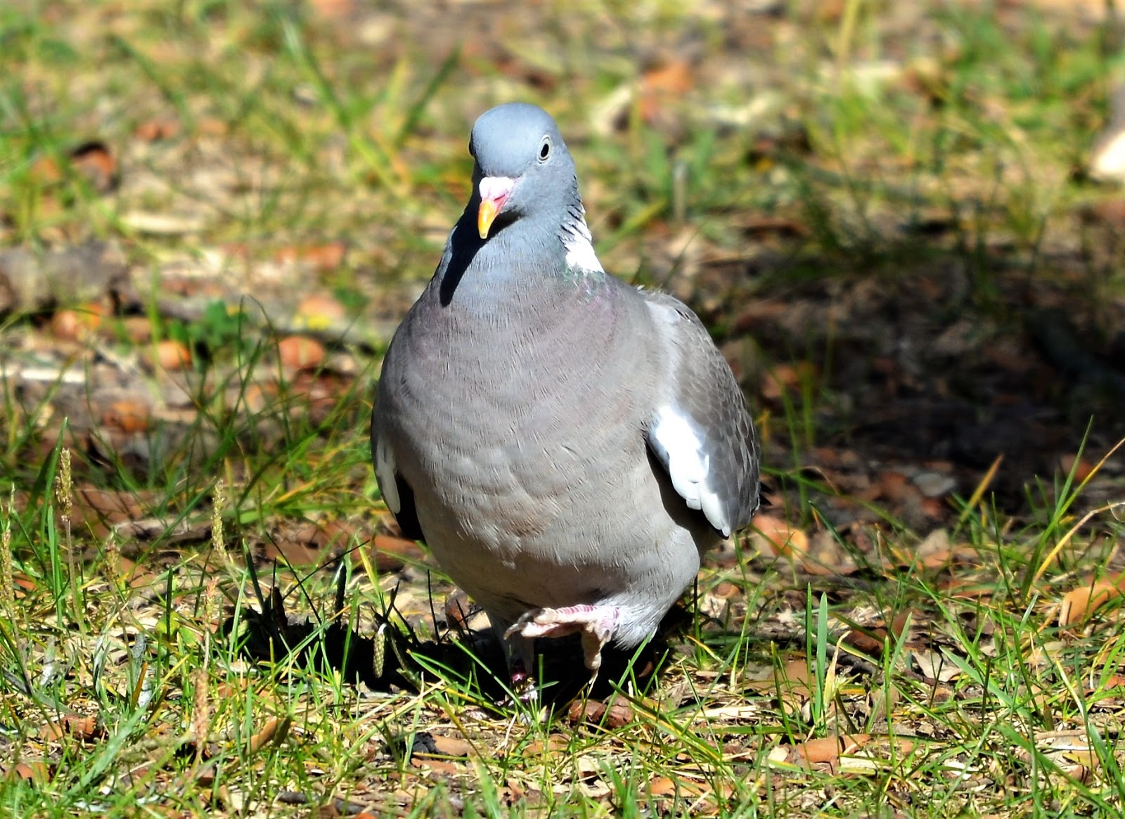 Imagens da vida animal: Pombo-torcaz (Columba palumbus)