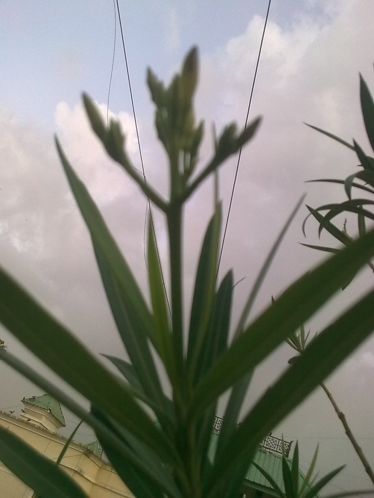 Garden Care Simplified: Kaner Flowering Plant