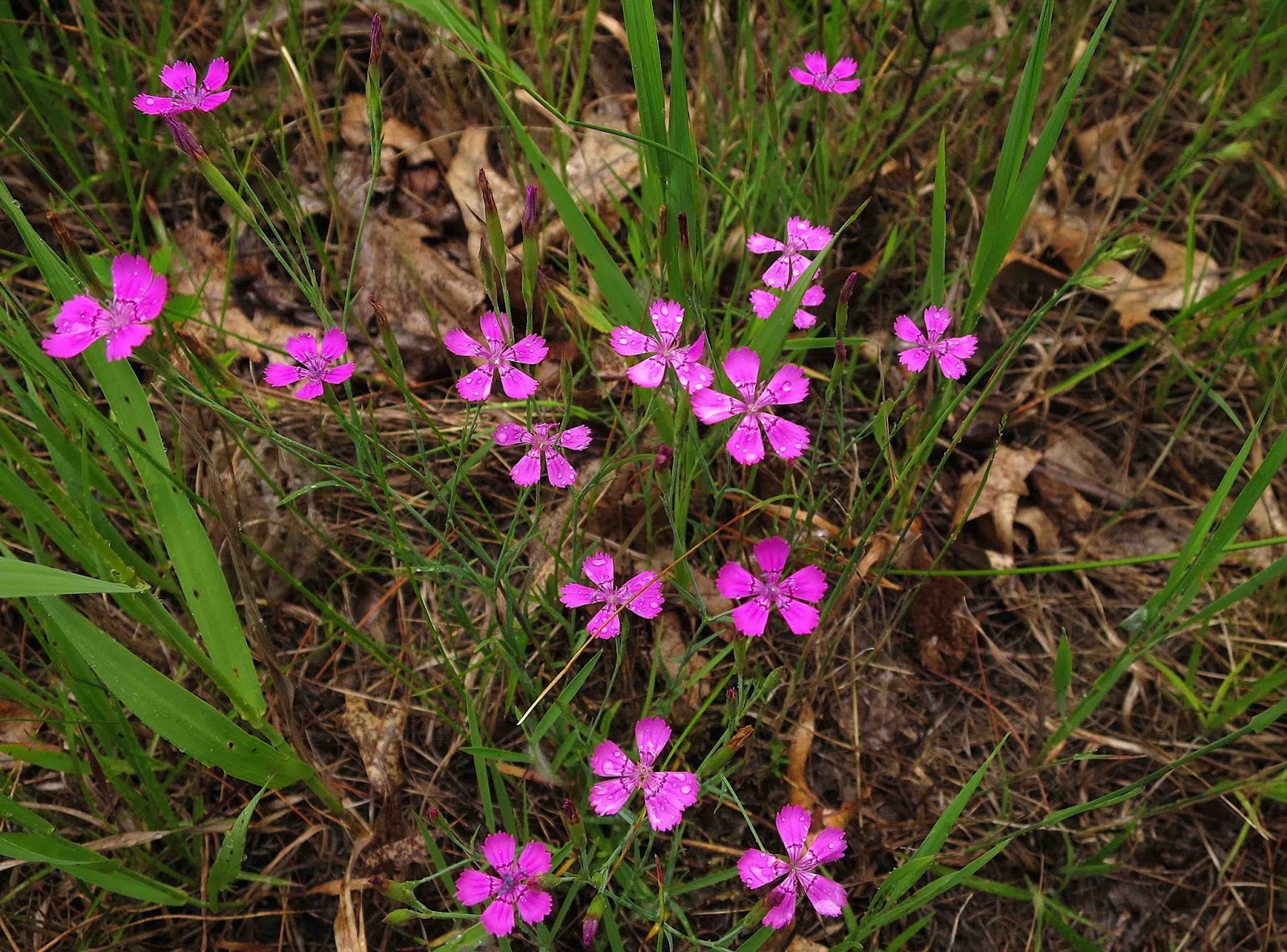 Saratoga woods and waterways: Plant People Along the Powerline