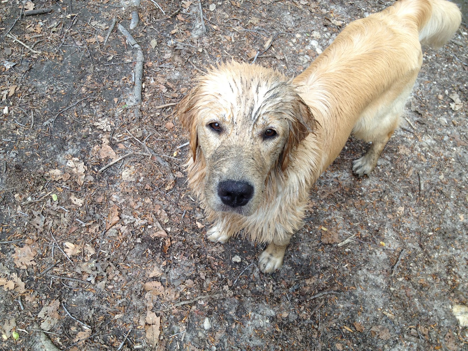 Doggie Sudz Shampoo Review and Giveaway - Staying Close To Home