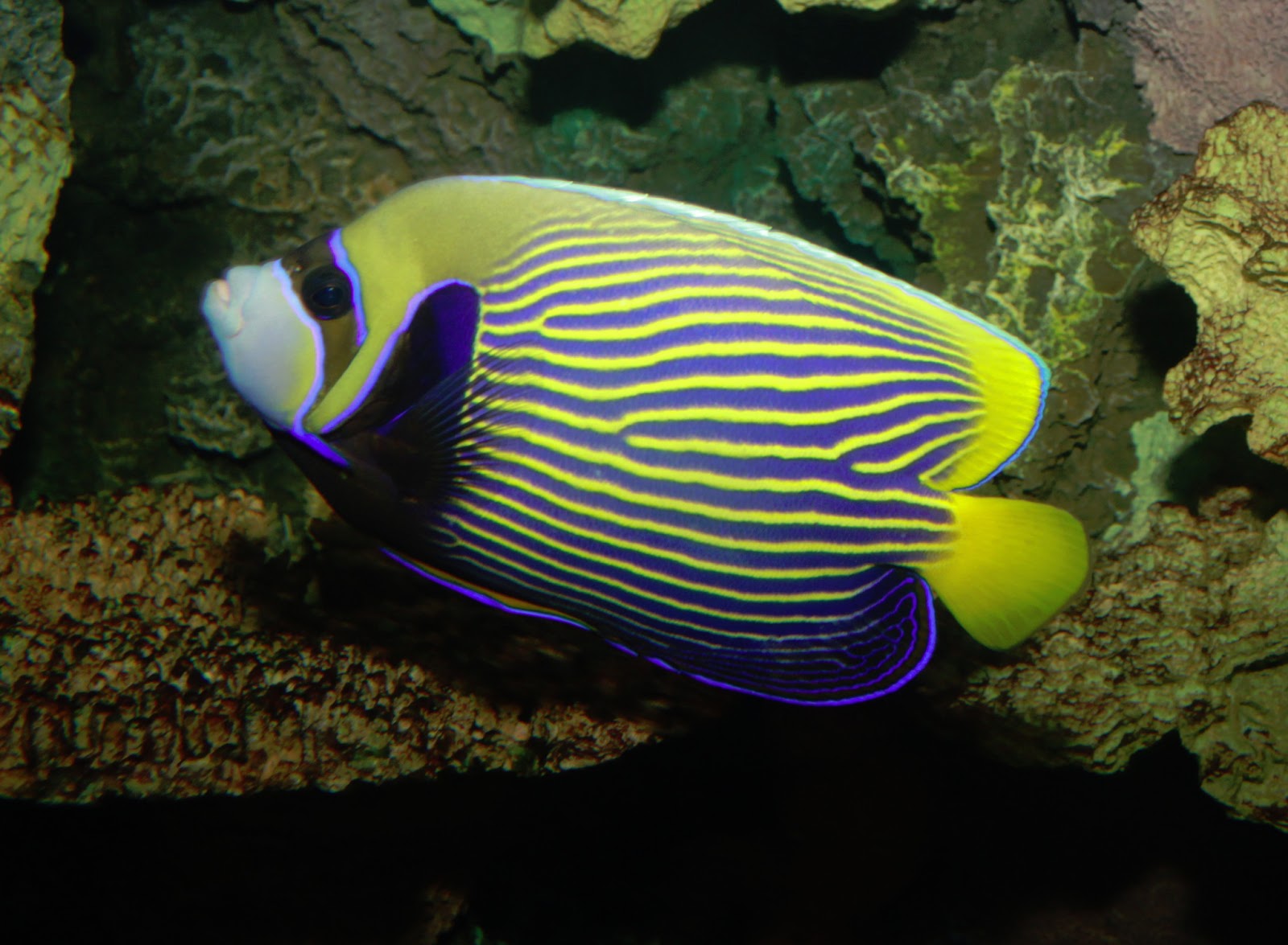 Peces y plantas ornamentales: Pomacanthus Imperator - Pez ángel Emperador