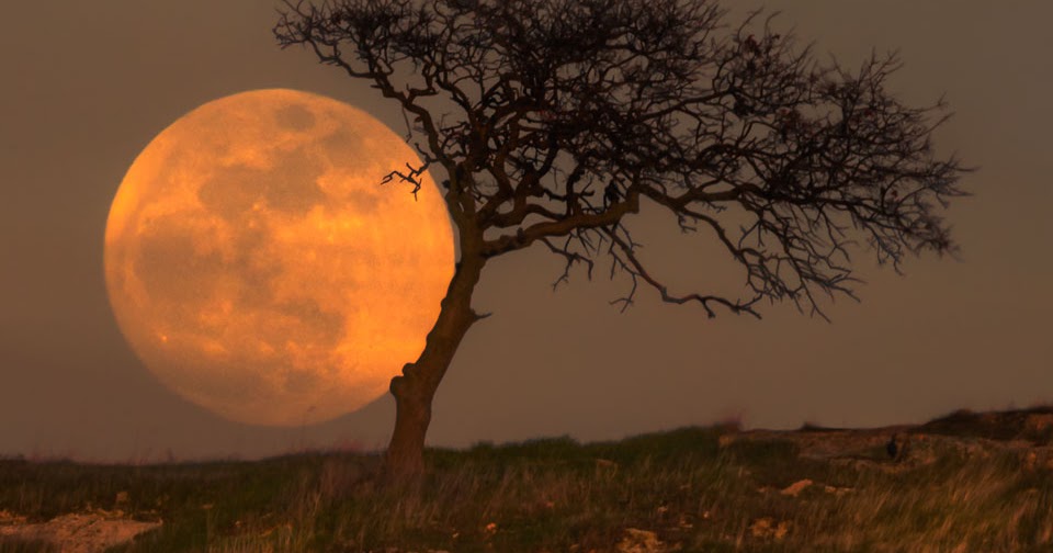 Pohon Bulan Biru - APOD Indonesia