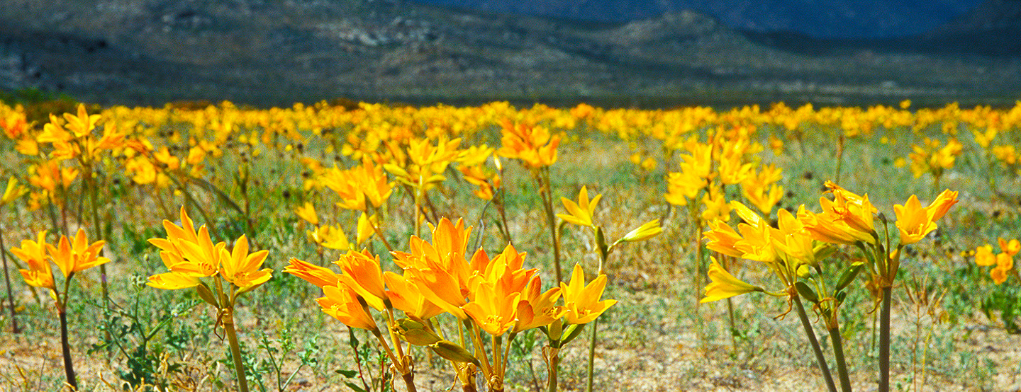 Chile sus mitos y leyendas: La Añañuca y el desierto florido.