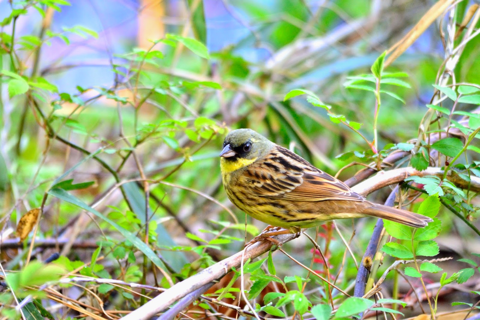 Birding Life in Japan: 頭が黄色いスズメ？ A yellow headed-sparrow?