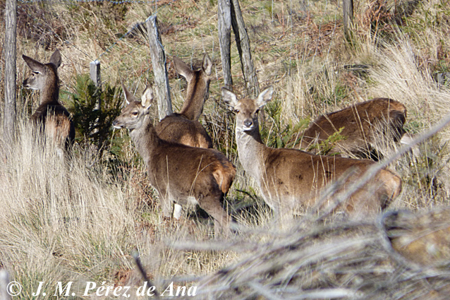 Macizo de Gorbeia: Ciervas con crías pasando un cierre forestal