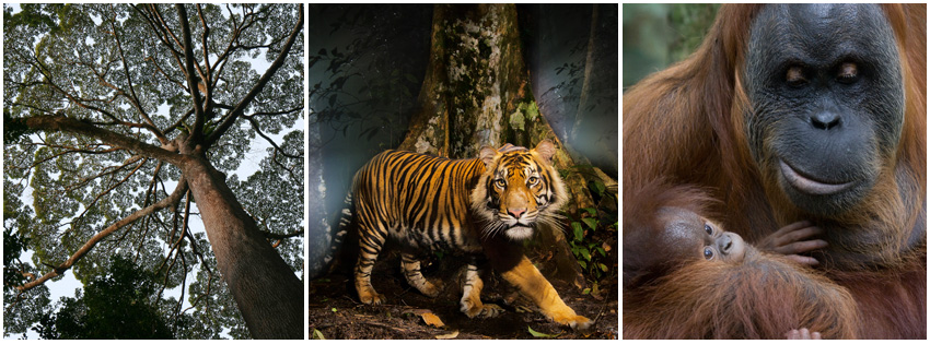 a lush forest: 1 Million Trees planted in Sumatra