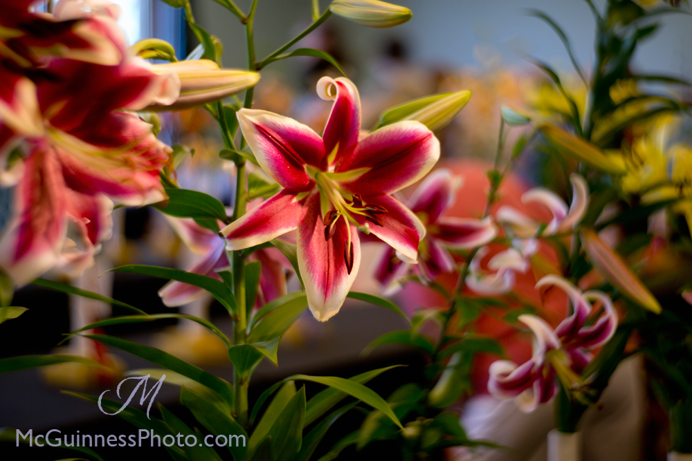 Show Features Best Blooms of New England Lily Society | Frau Zinnie