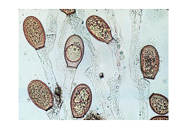 Biología Vegetal I: octubre 2016