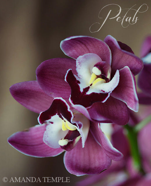 Petals - Bermuda Florist: The Age of Innocence