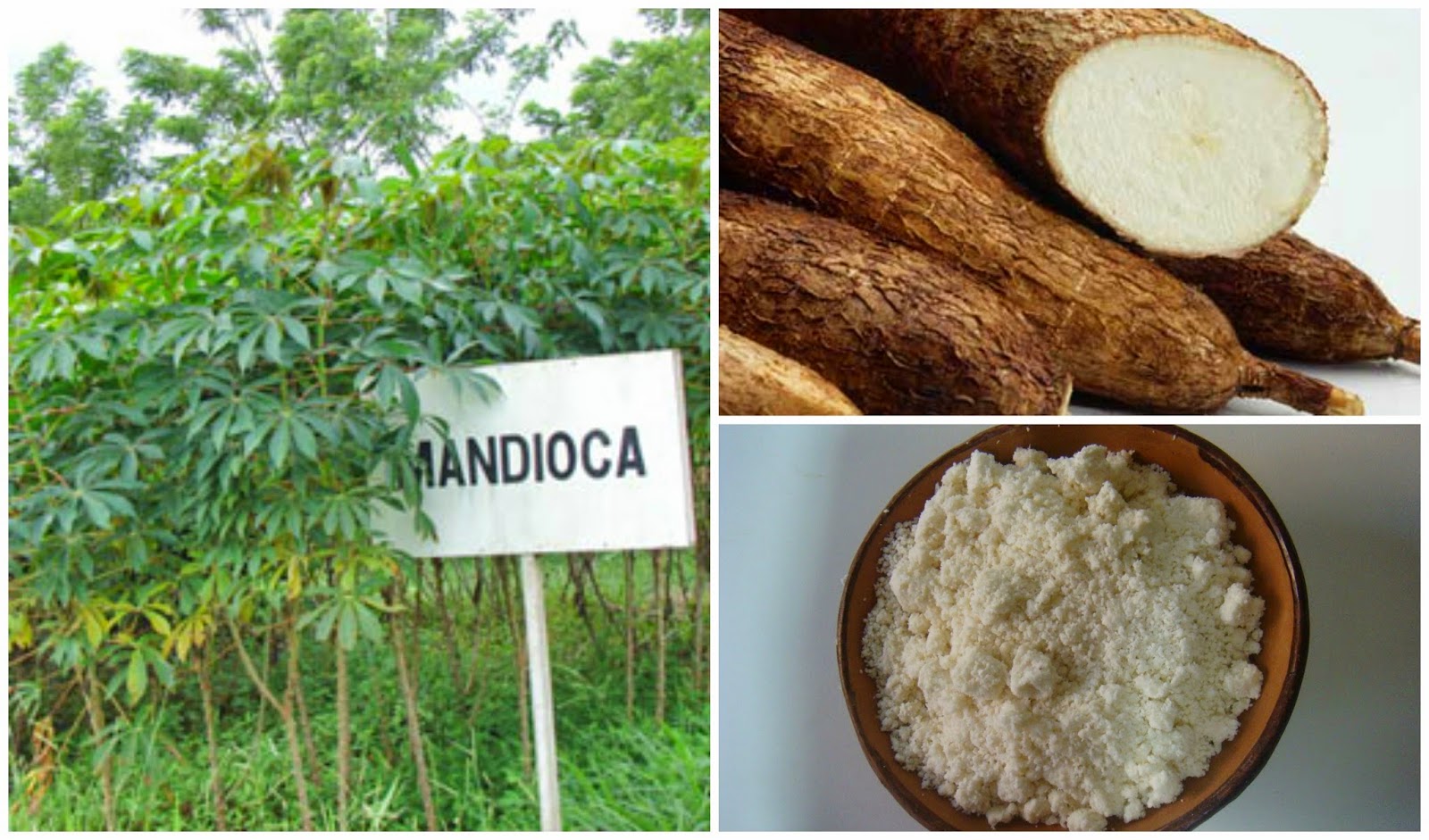 VENTO NORDESTE: CARIMÃ - CARDÁPIO INDÍGENA QUE TRANSFORMAMOS EM BOLOS ...