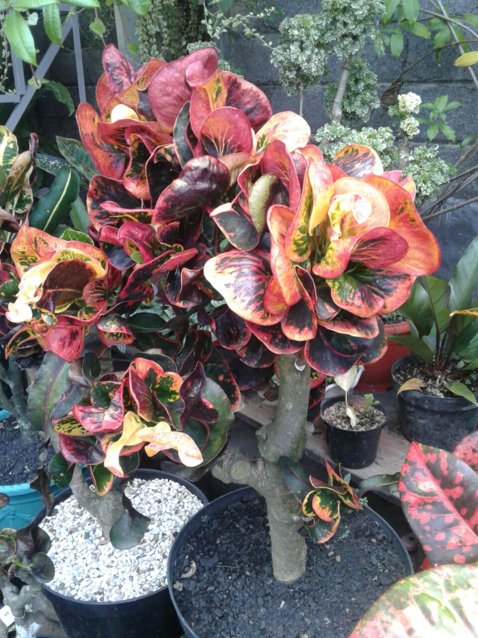 Macam Macam Bunga Puring Import