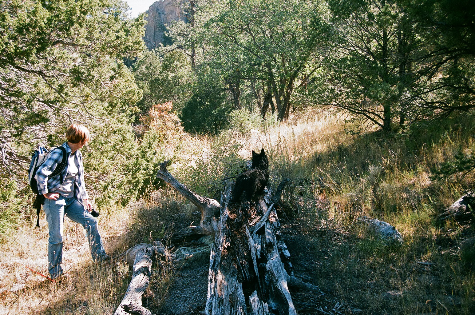 Southern New Mexico Explorer: Sawtooth Mountains - Cibola National Forest