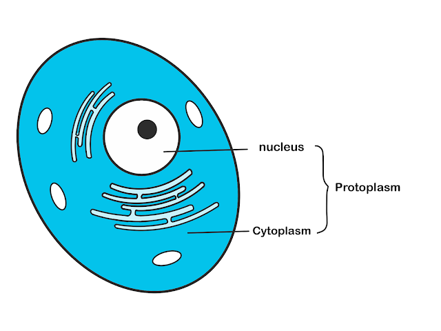 Cytoplasm ~ Scikami