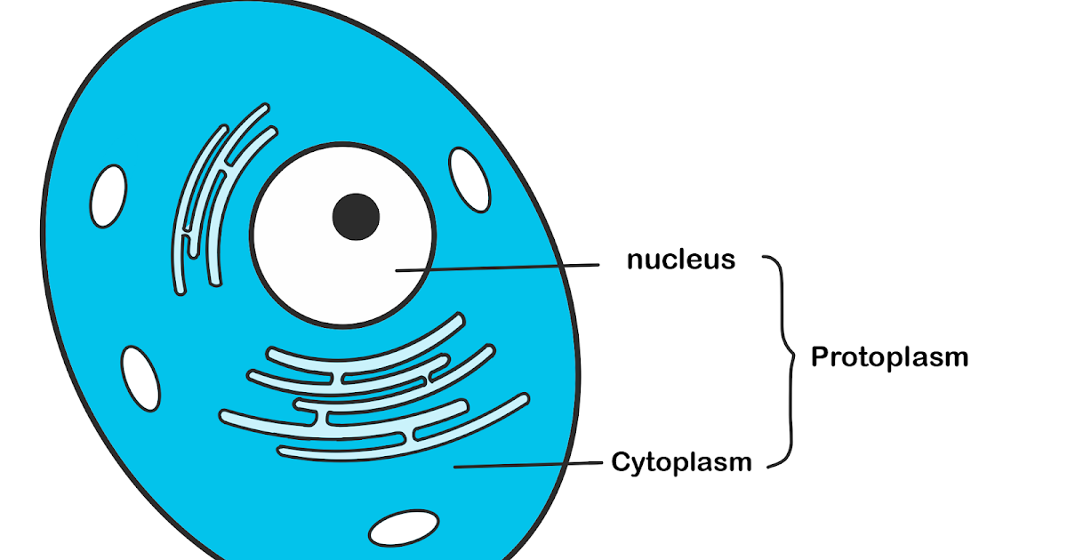 Cytoplasm ~ Scikami