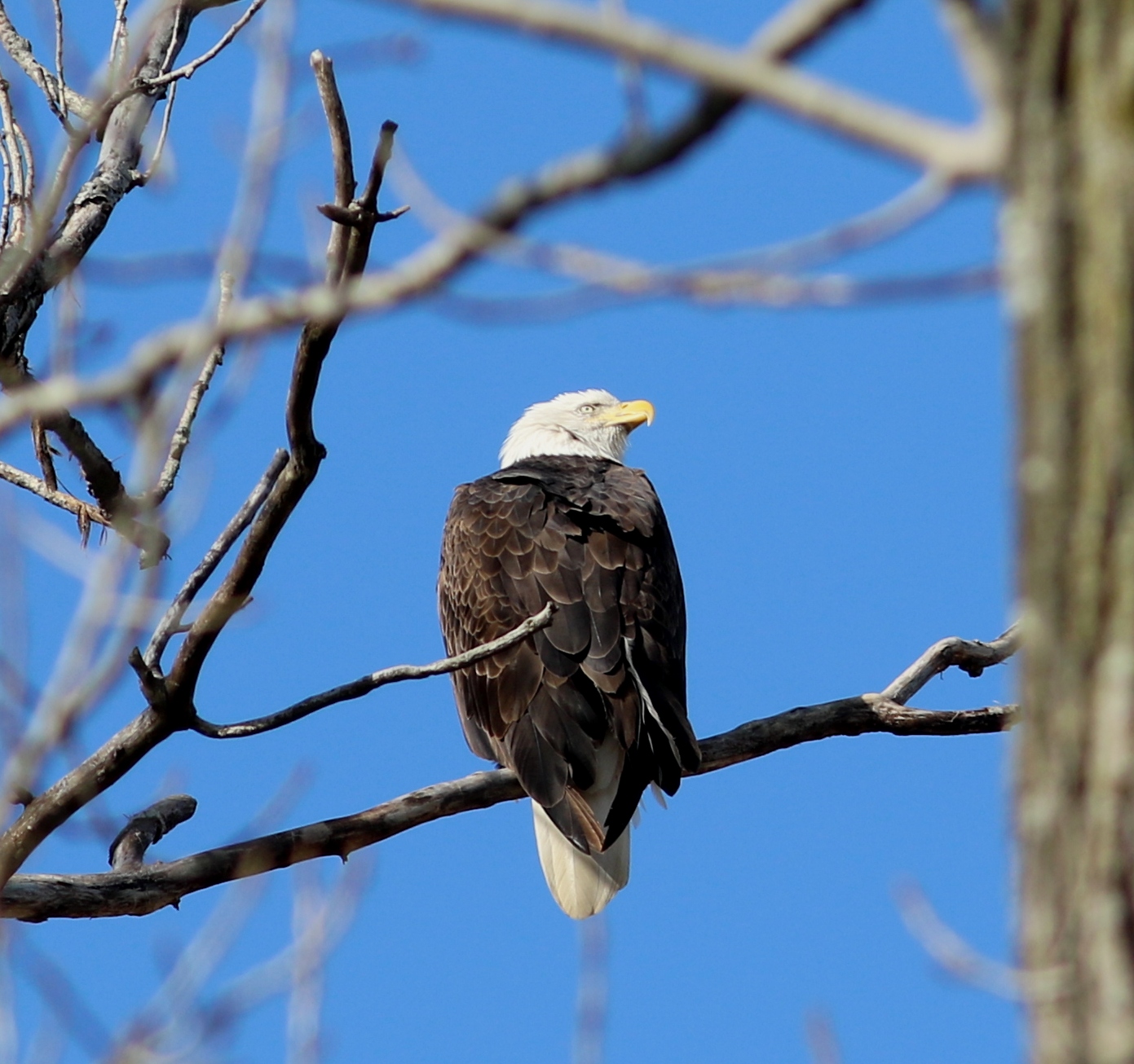 Out and About the Midwest: Bald Eagles and Other Birds at Legacy Park ...