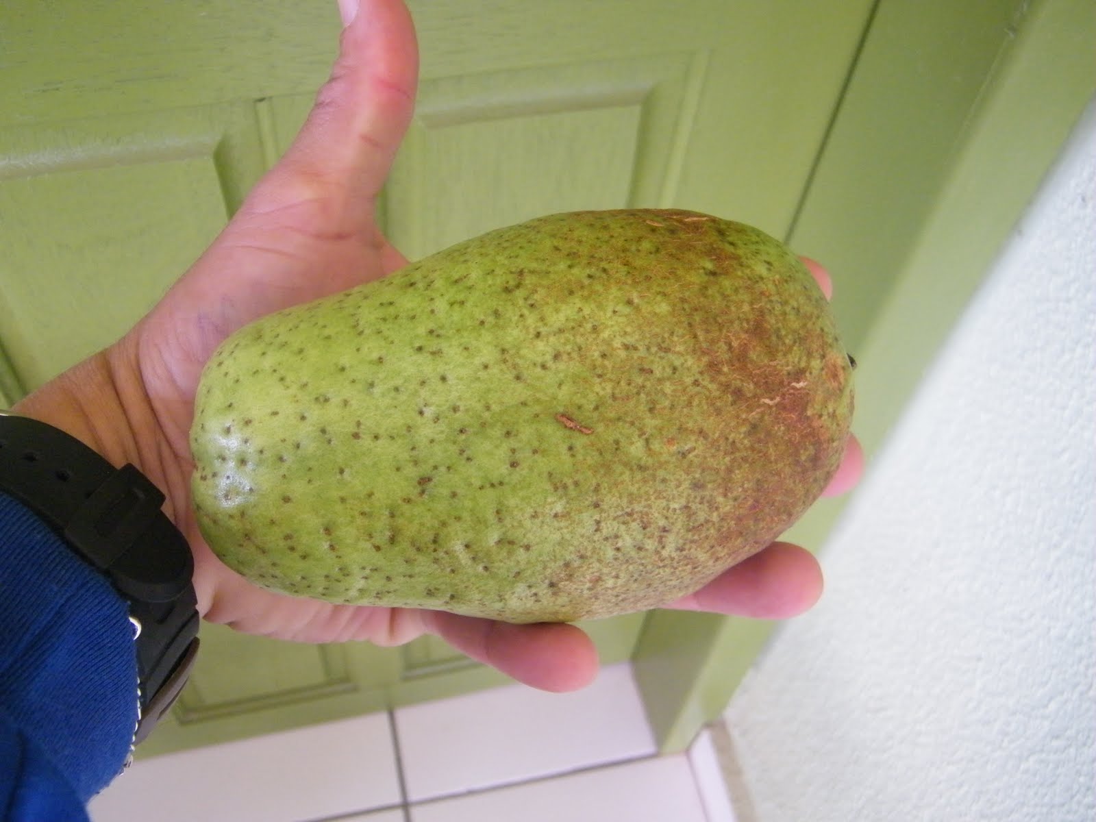 CHÁCARA REZENDE FERRAZ: Goiaba Pêra