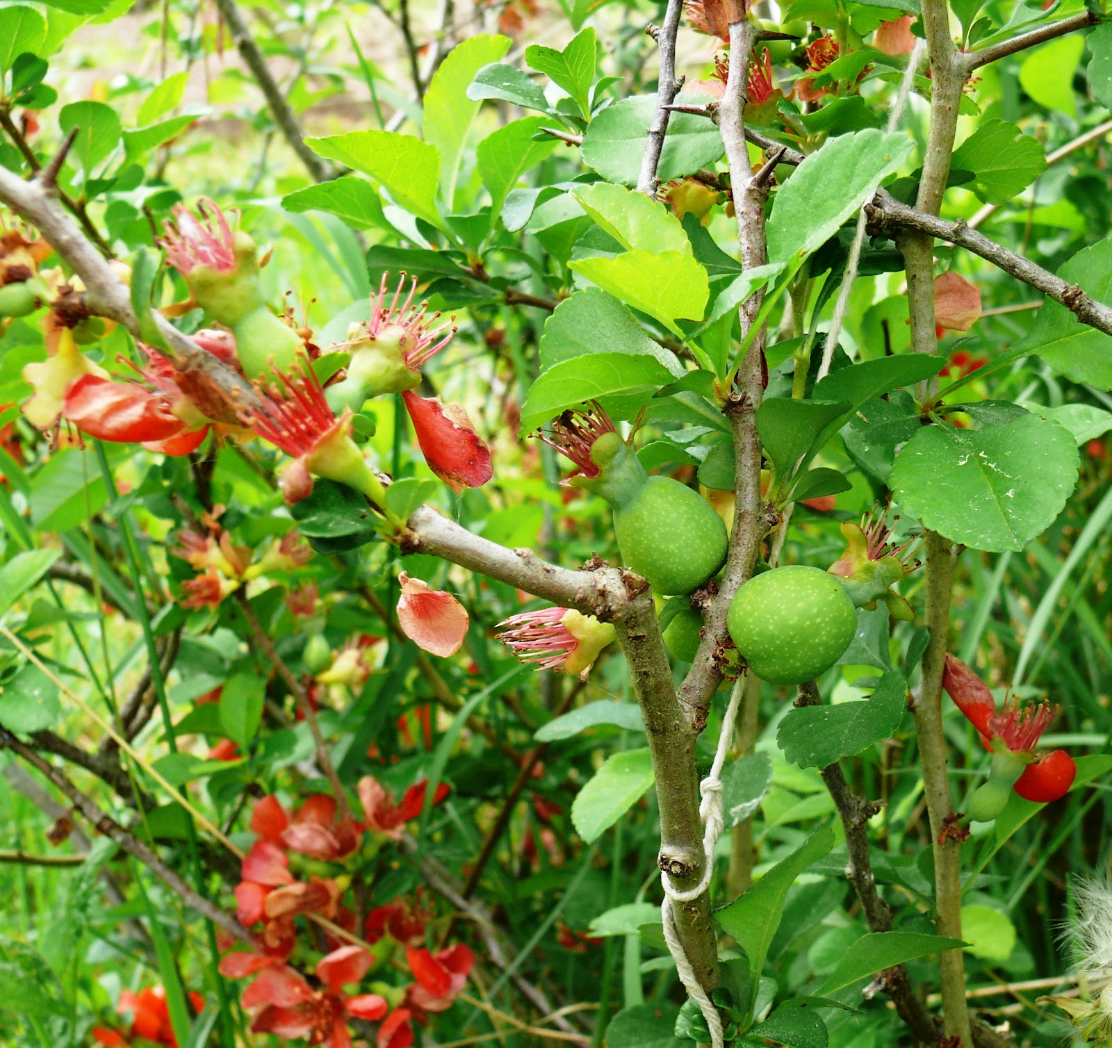 Šviesos 203: Svarainiai