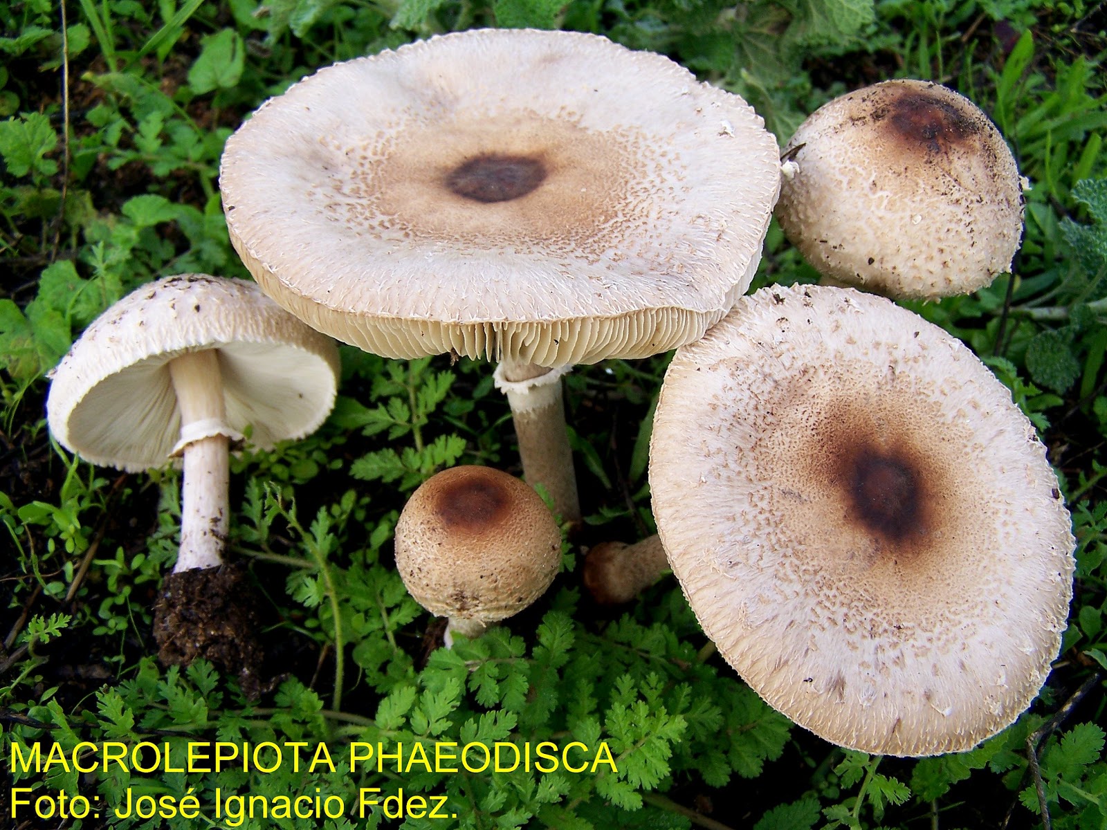 Setas Extremadura : Macrolepiota Phaeodisca