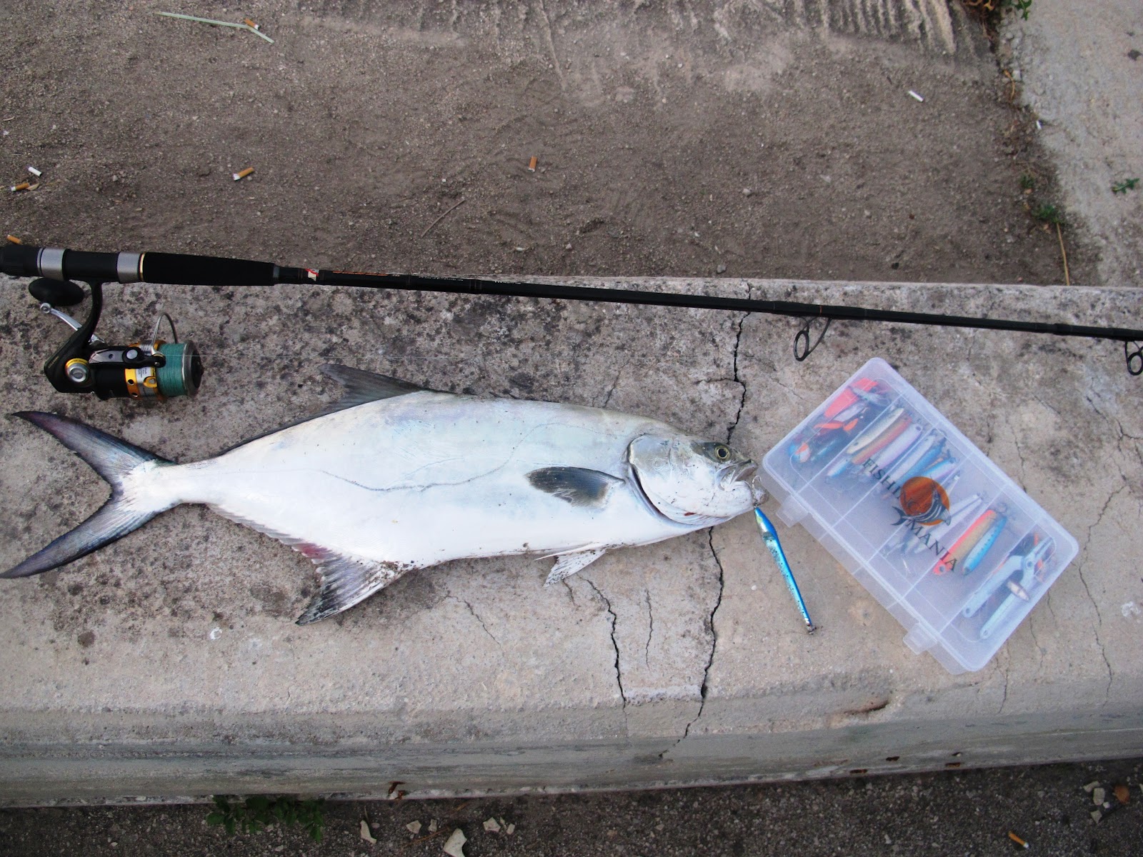 blue dreams fishing: Λίτσα ή lichia amia με shore jigging