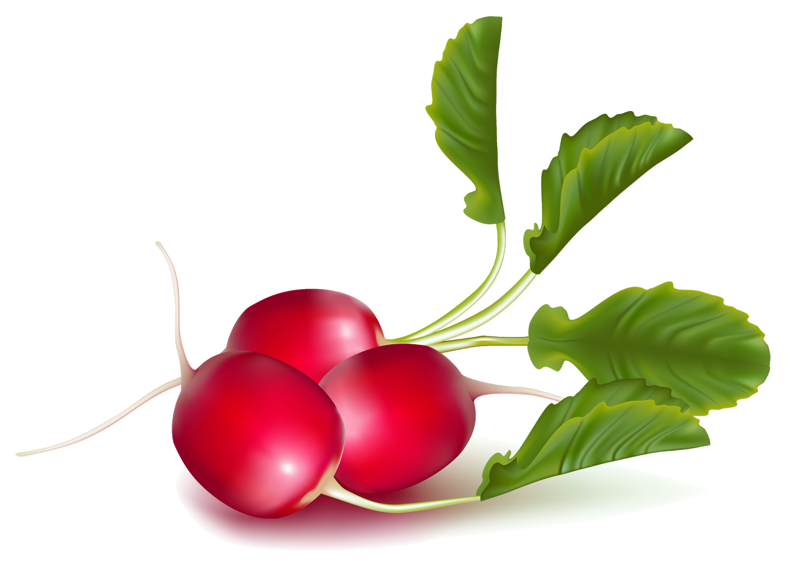 Tarım Siteniz: Turp (Radish)