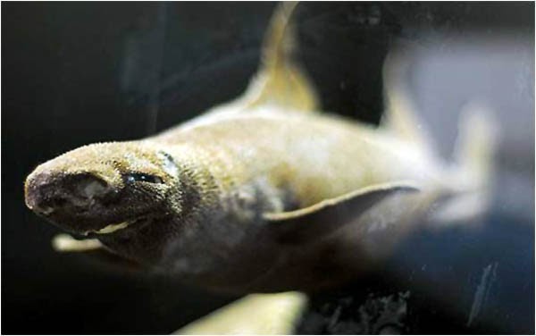 Artes de Pesca: VAMOS A PESCAR CERDO MARINO