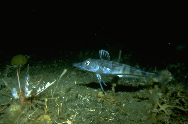 this world we live in: The icefish: life without respiratory pigments