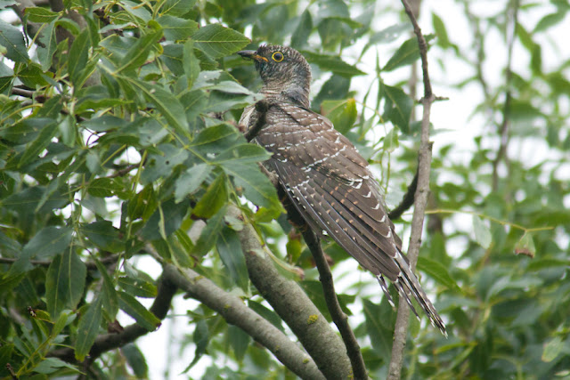 sociedadedosanimais.com.br/pesquise-e-conheça-um-pouco-sobre-os-animais ...